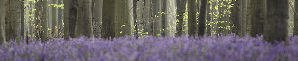 Hallerbos: info - flowering bluebells - walks - hiking map