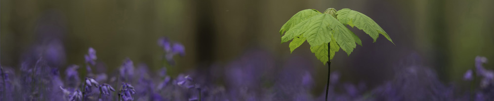 Hallerbos: info - flowering bluebells - walks - hiking map