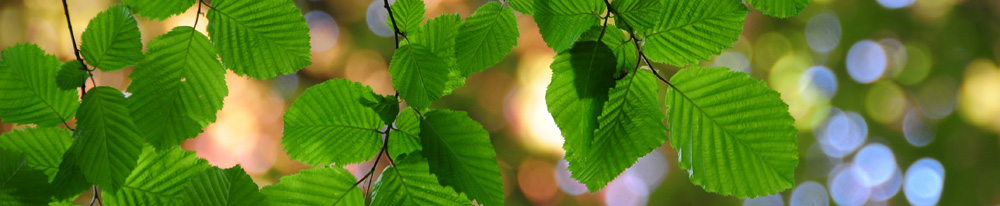 Hiking map - Hallerbos