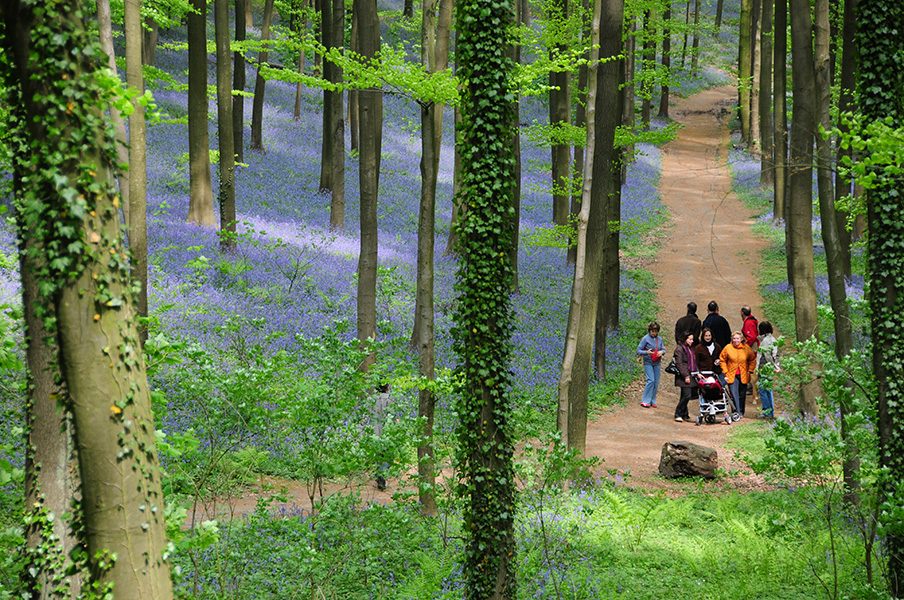 Hallerbos: info - flowering bluebells - walks - hiking map
