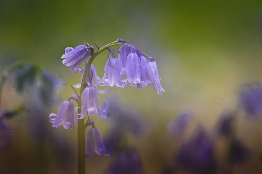 Hallerbos: info - flowering bluebells - walks - hiking map