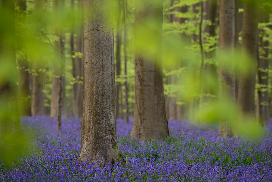 Hallerbos: info - flowering bluebells - walks - hiking map