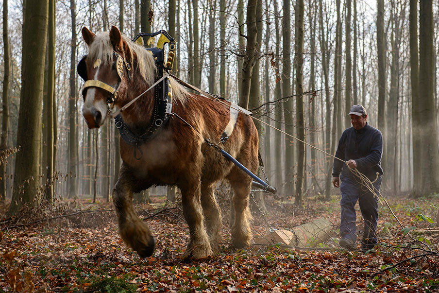 Hallerbos: info - flowering bluebells - walks - hiking map